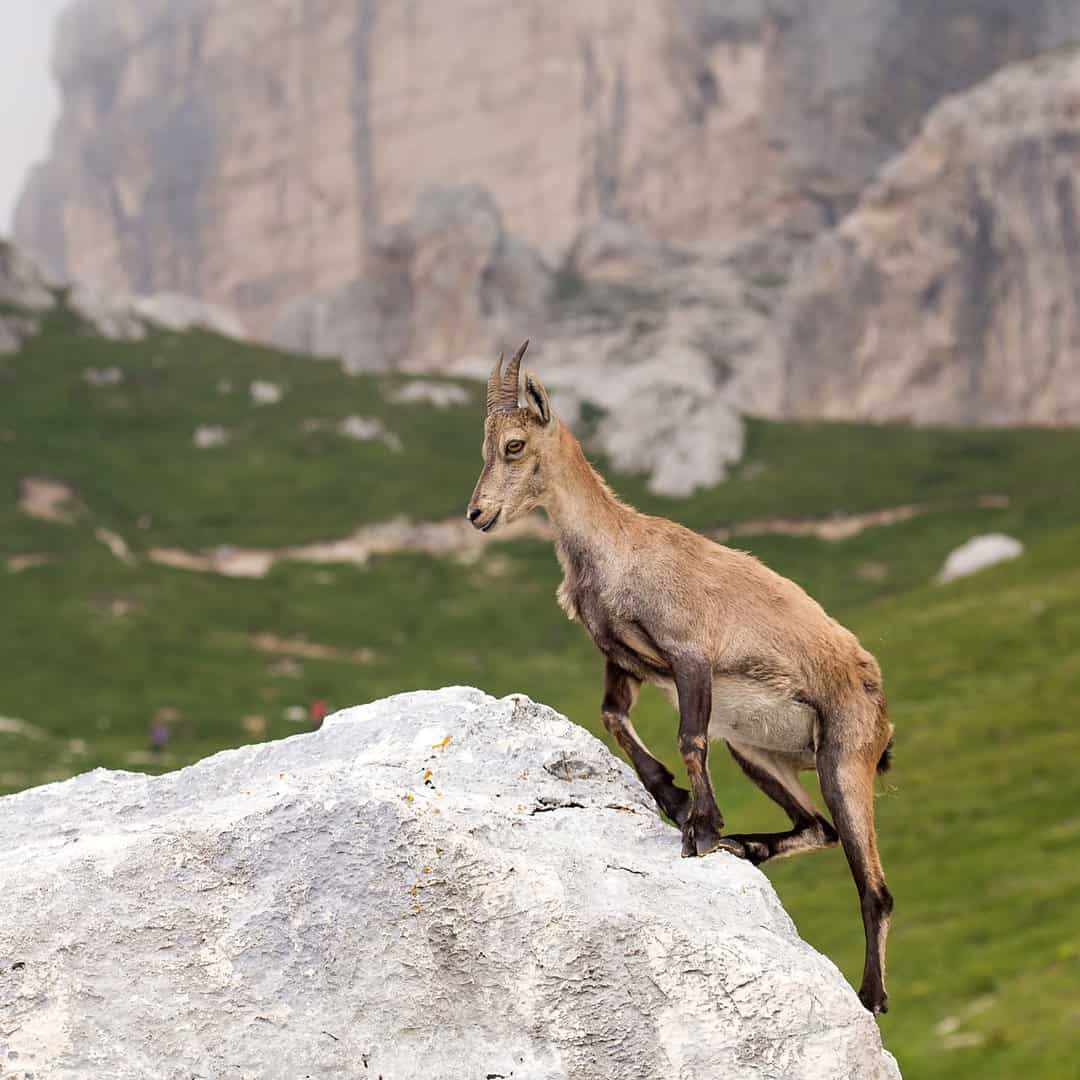 Fotografiamo la fauna! 2 giorni di trekking fotografico nelle Alpi ...